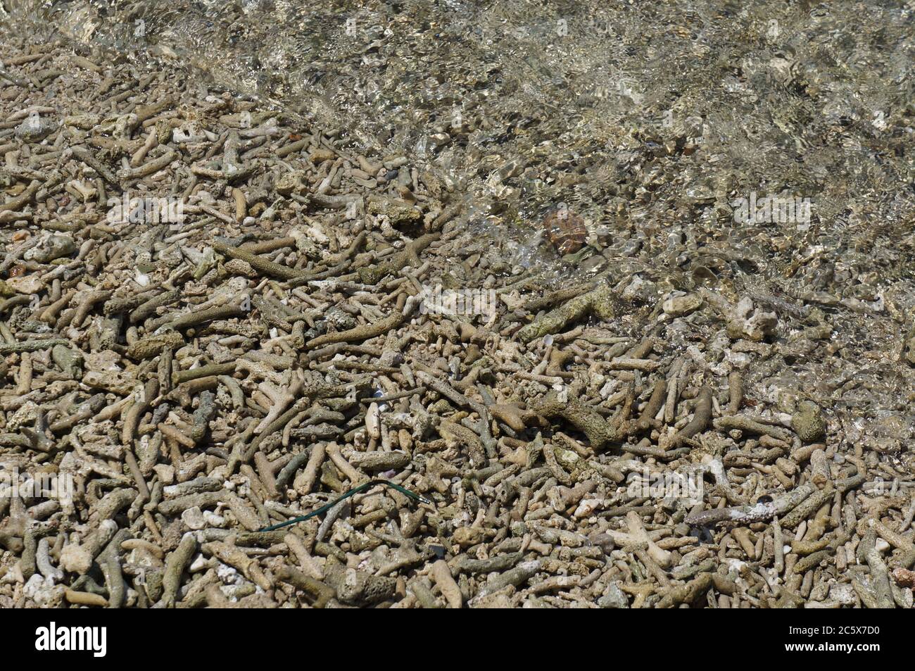 Dead coral maldives hi-res stock photography and images - Alamy