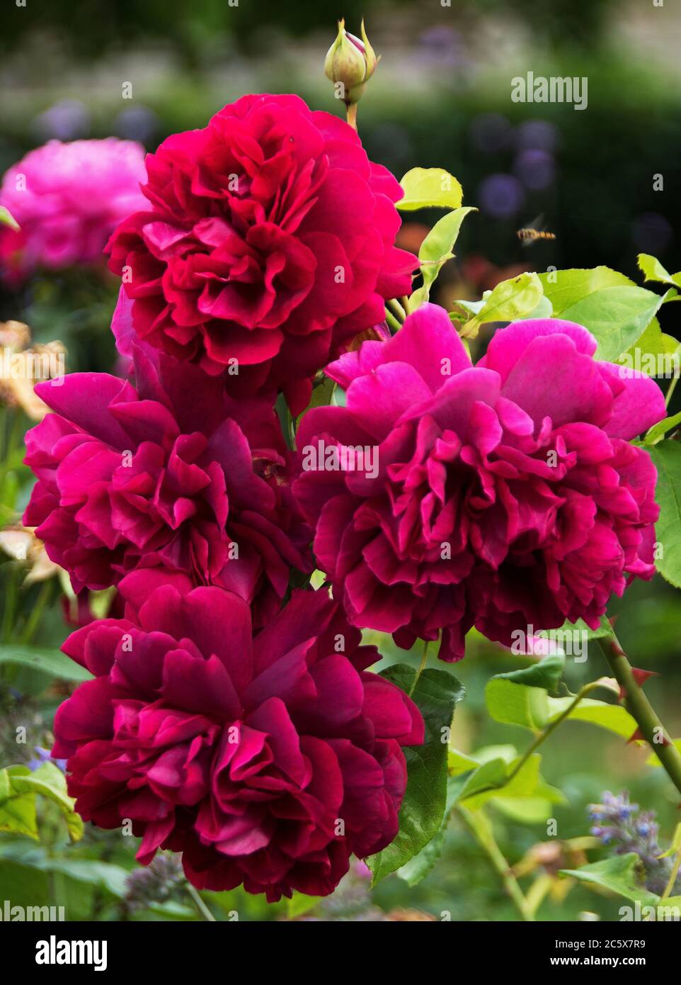 Rosa the dark lady hi-res stock photography and images - Alamy