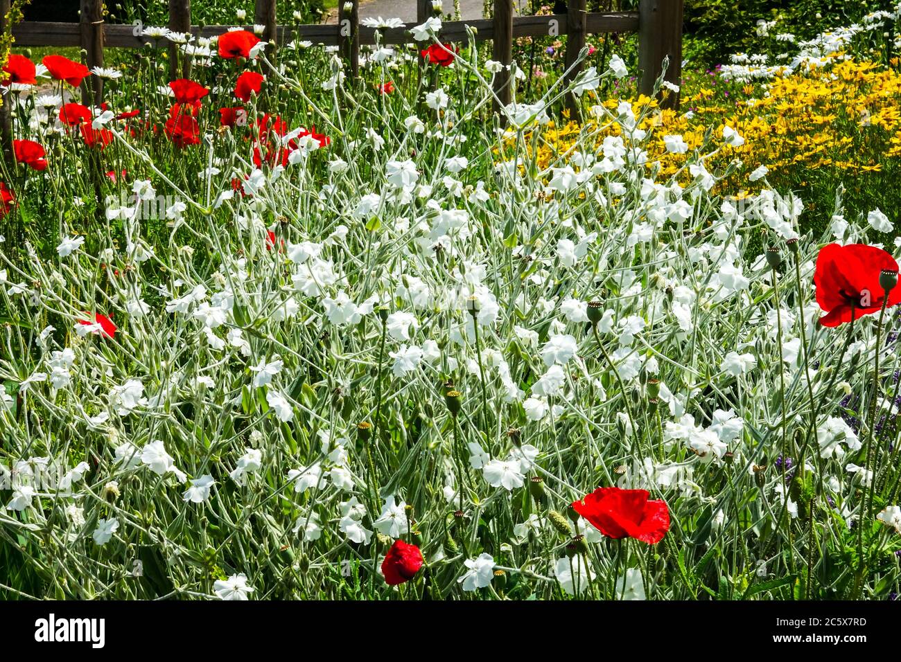 Lychnis Coronaria Alba High Resolution Stock Photography and Images - Alamy