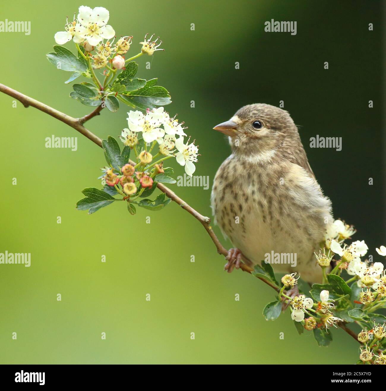 Young goldfinch hi-res stock photography and images - Alamy