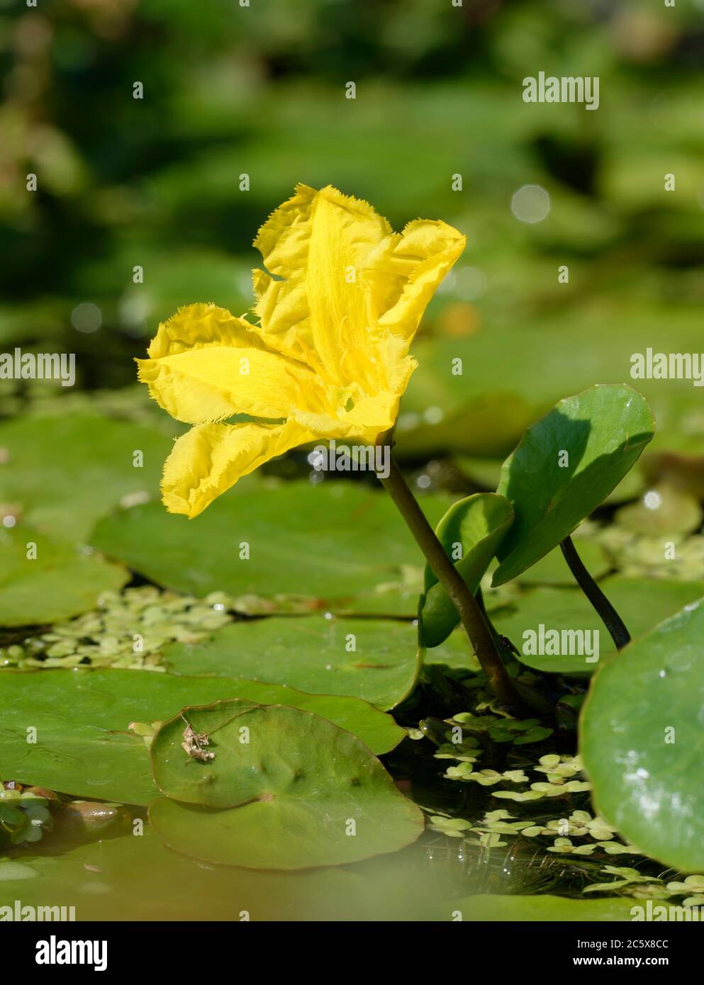 Fringed Water-lily - Nymphoides peltata, common garden pond plant ...