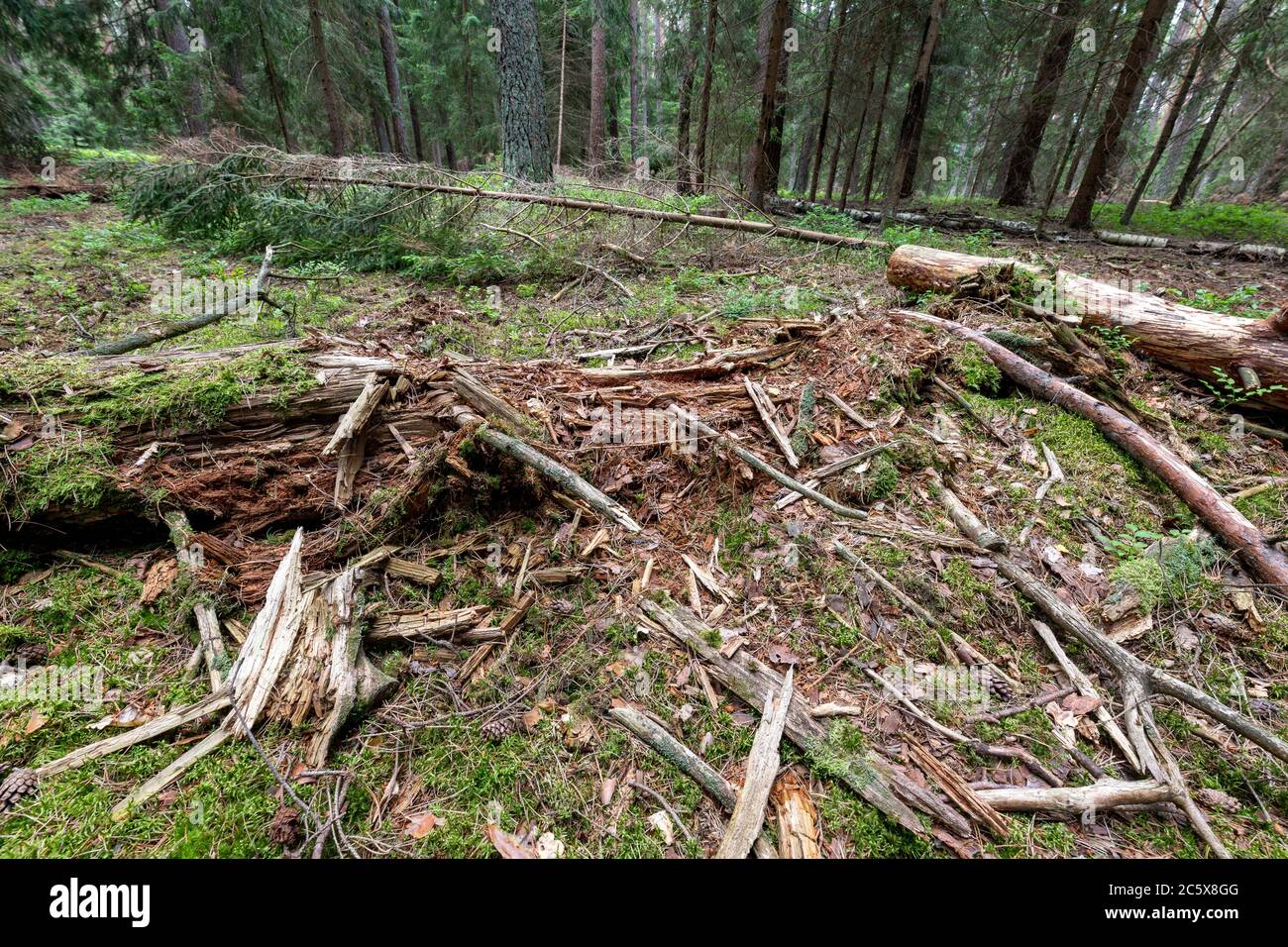 An old rotten bough in the woods. A wood log overgrown with moss ...