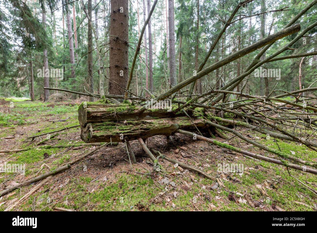 An old rotten bough in the woods. A wood log overgrown with moss ...