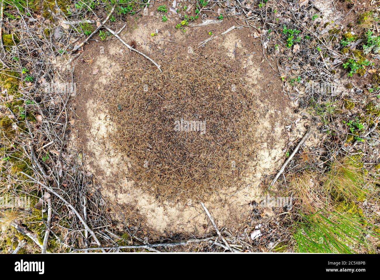 A small anthill in a coniferous forest. Mound of ants on sandy ground ...