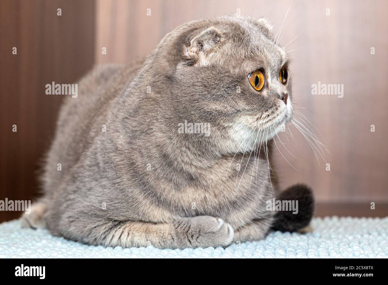Sad gray cat lies, touching his feet Stock Photo - Alamy