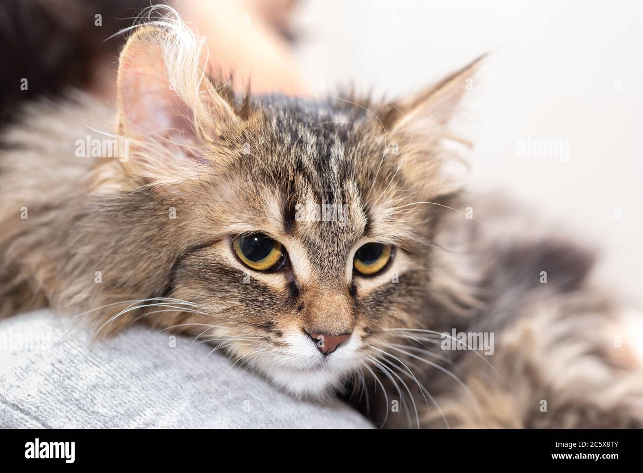 A portrait of a brooding breedless cat with his eyes open rests on a ...