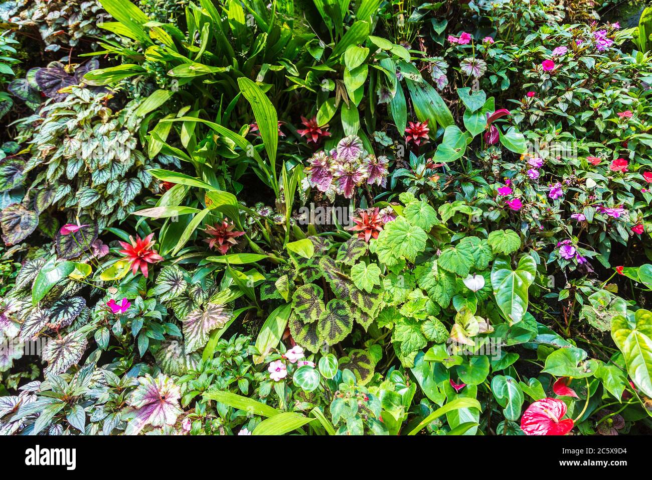 Vertical garden with tropical green leaf and flowers. Nature background ...
