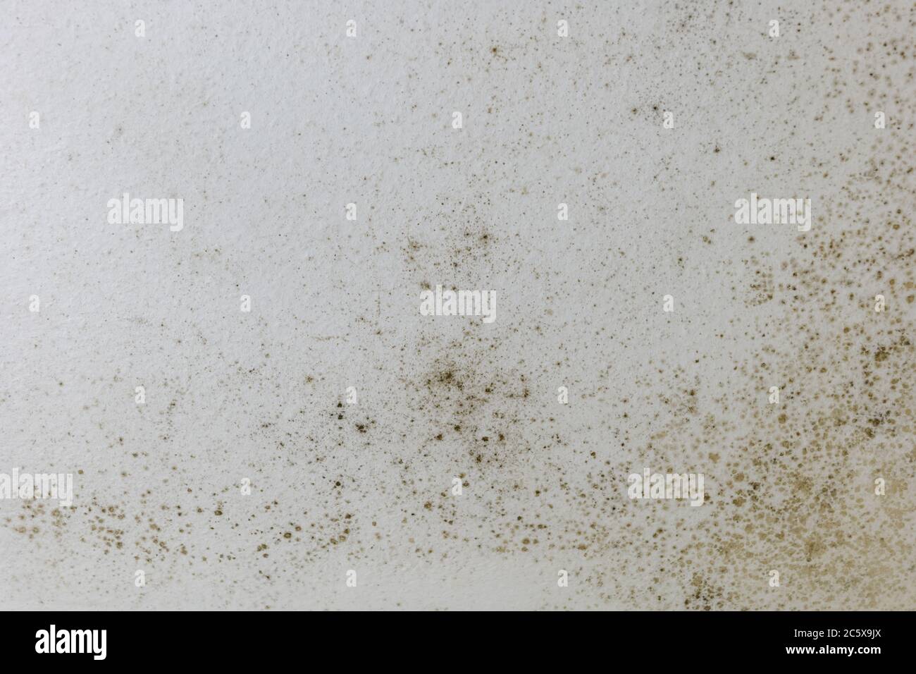 Spot of mold, mould, mildew or fungas on the white plaster surface of ...