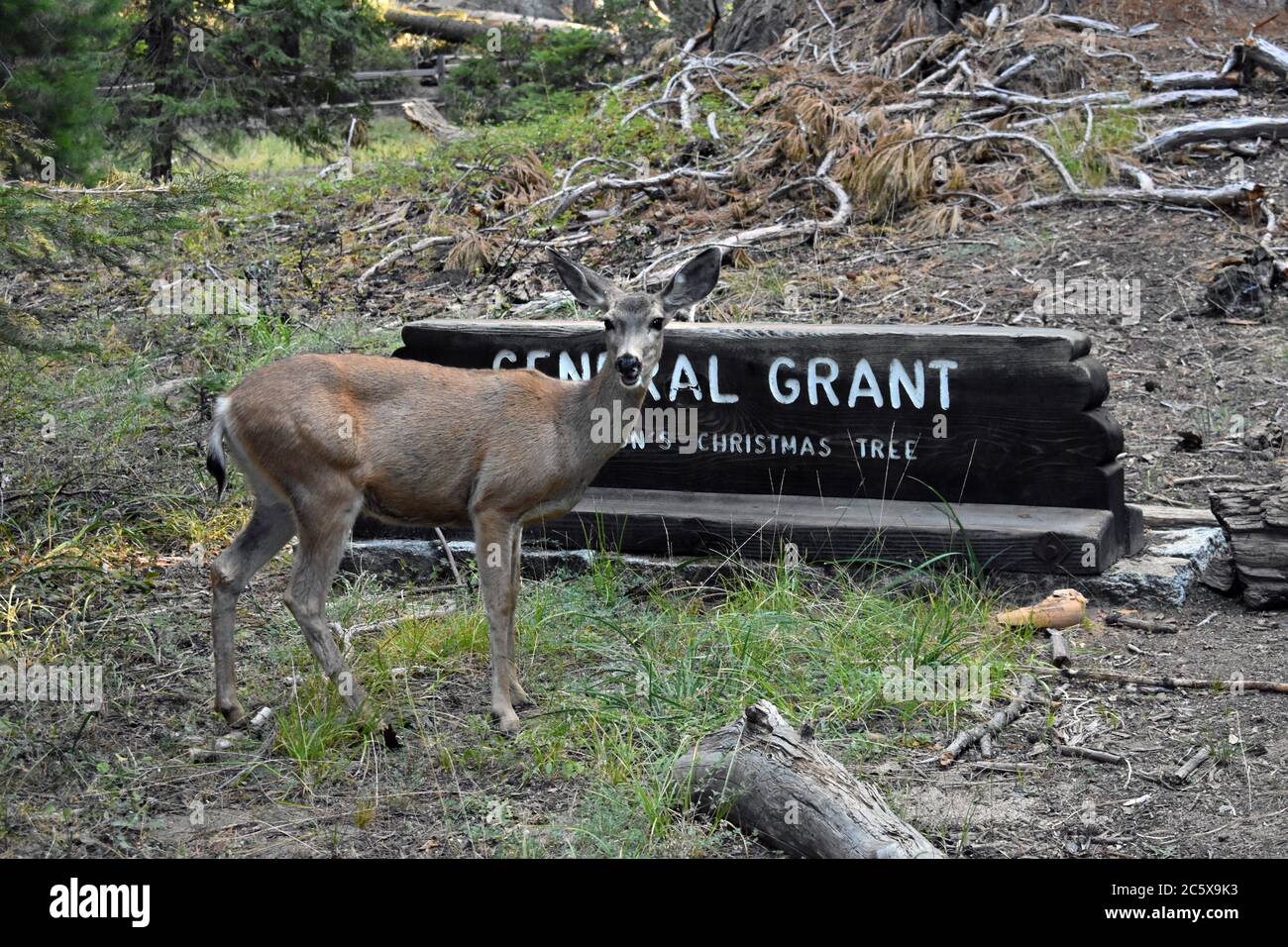 A Mule Deer (Odocoileus hemionus) stands in front of the General Grant ...
