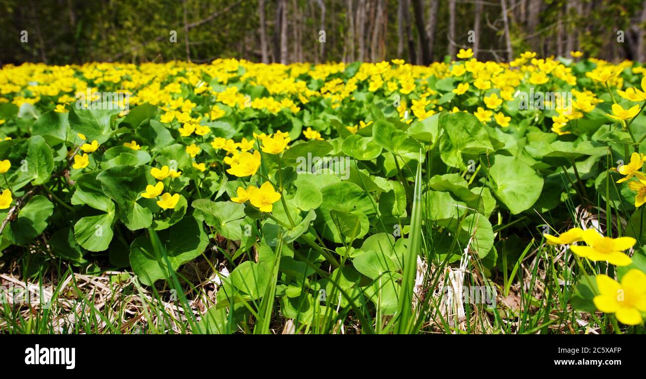 In wet marshy areas hi-res stock photography and images - Alamy