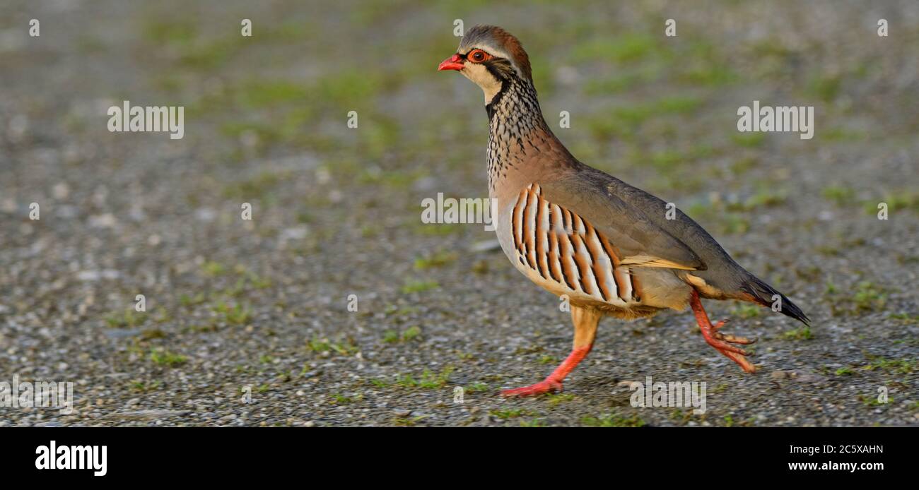 A red-legged partridge (Alectoris rufa Stock Photo - Alamy