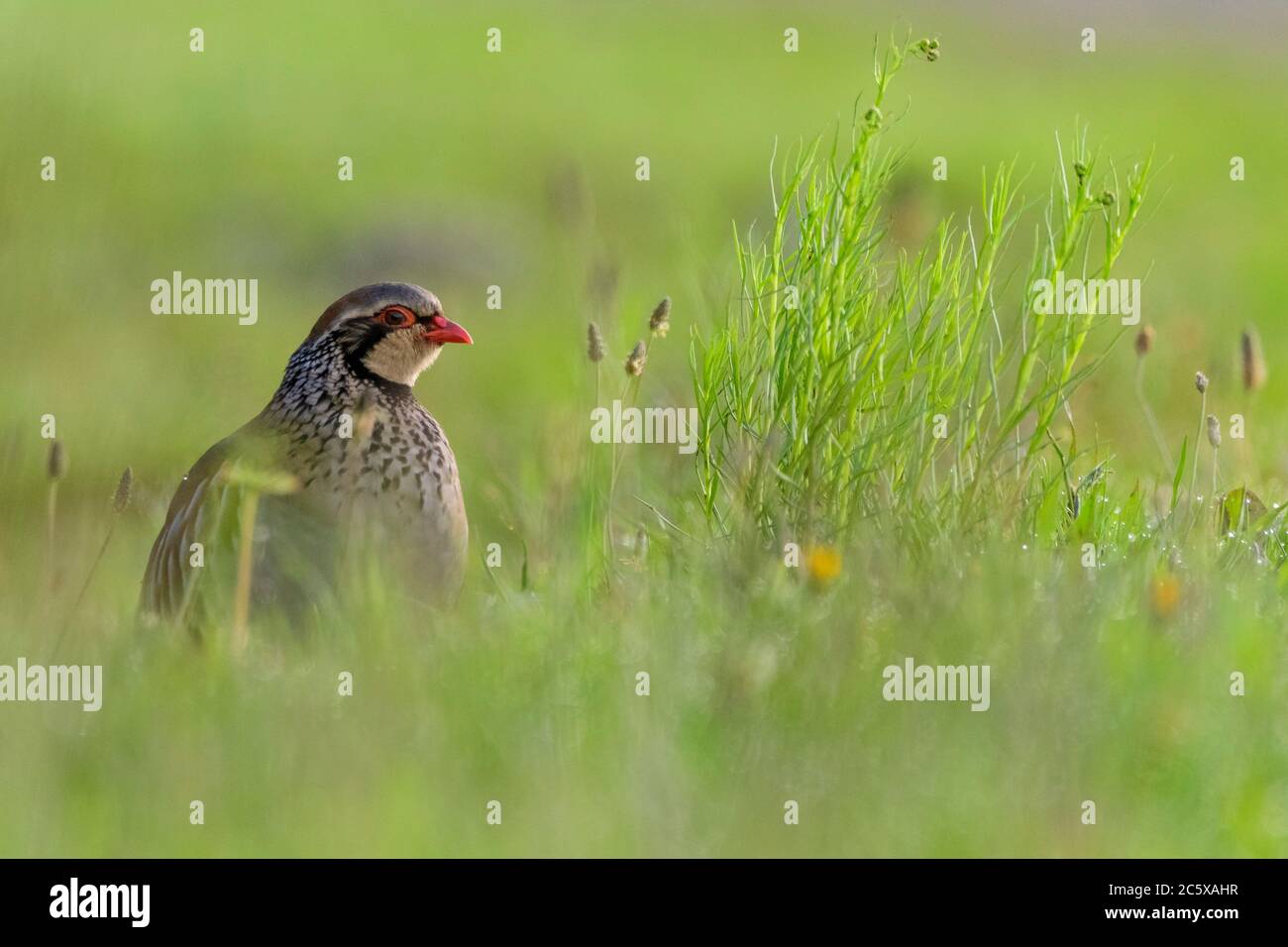 A red-legged partridge (Alectoris rufa Stock Photo - Alamy