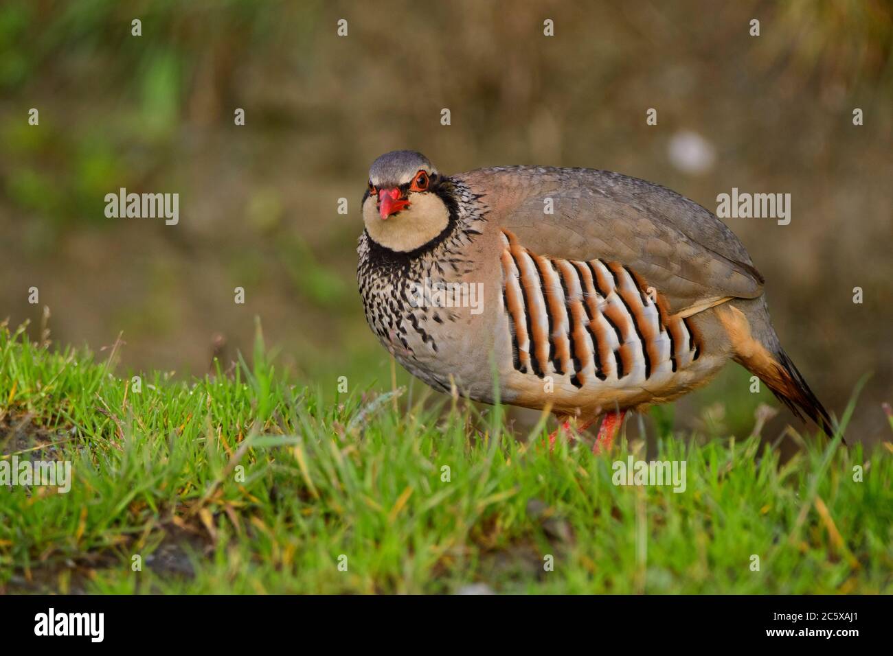 A red-legged partridge (Alectoris rufa Stock Photo - Alamy