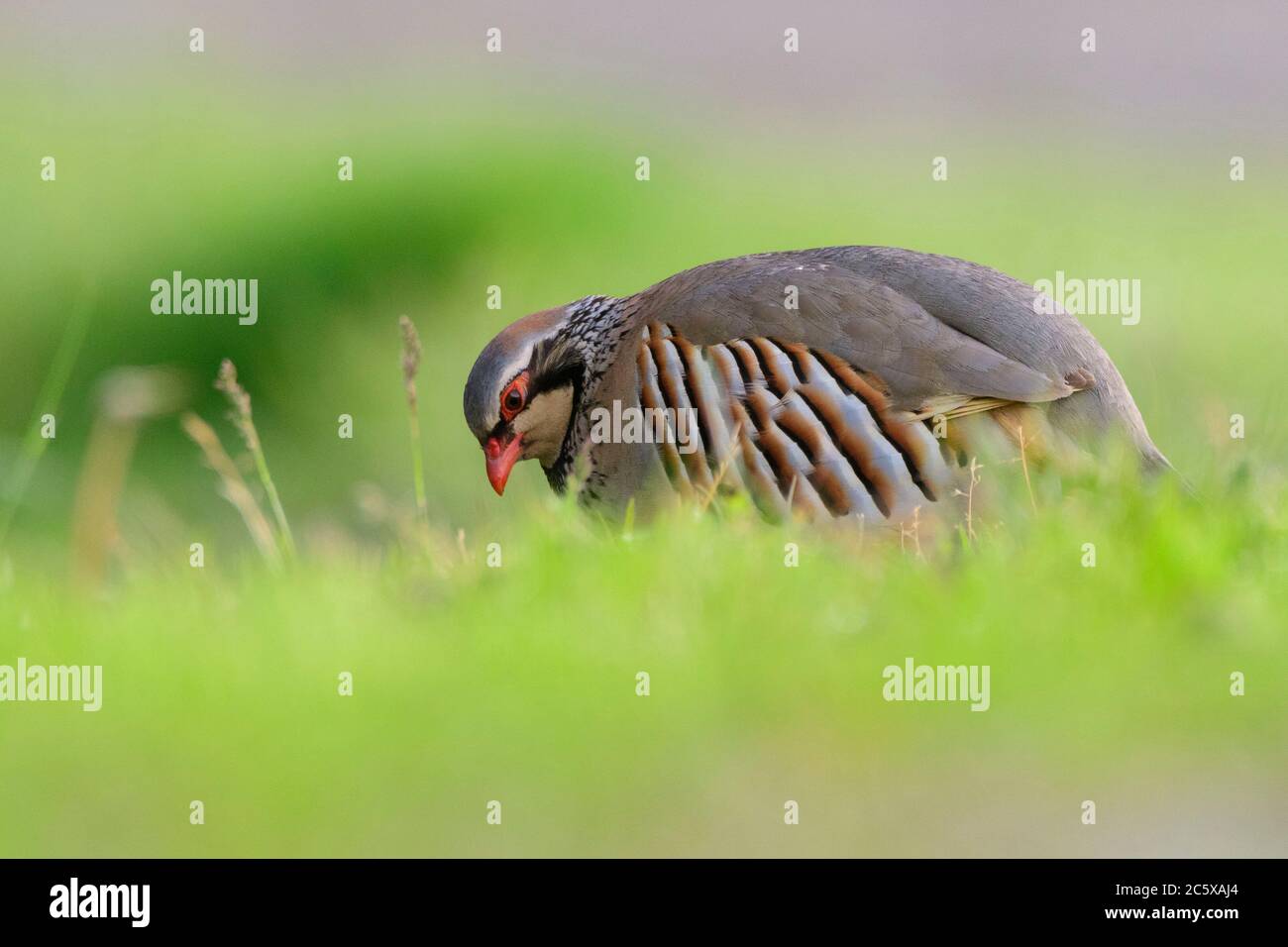 A red-legged partridge (Alectoris rufa Stock Photo - Alamy