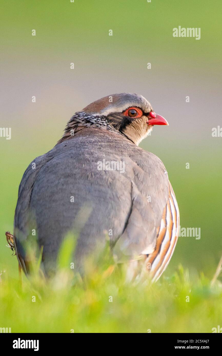 Red legged patridge hi-res stock photography and images - Alamy