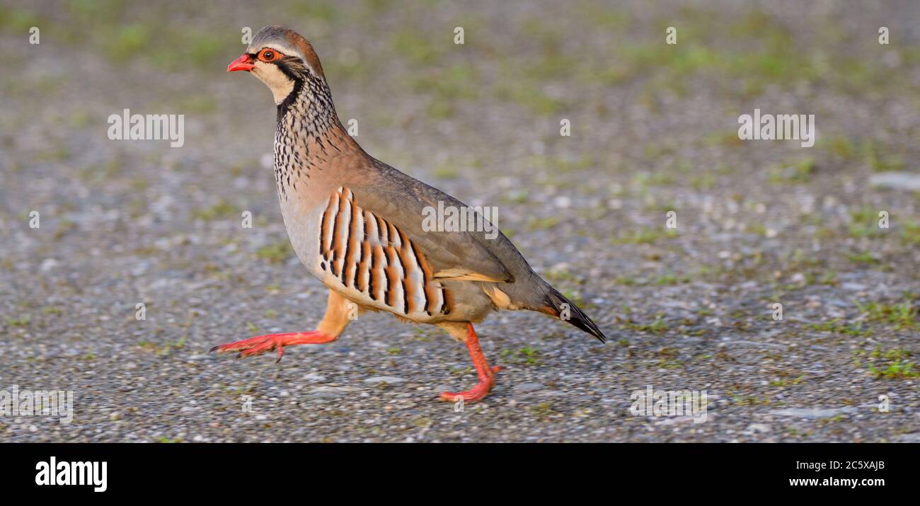 Red legged partridge nest hi-res stock photography and images - Alamy