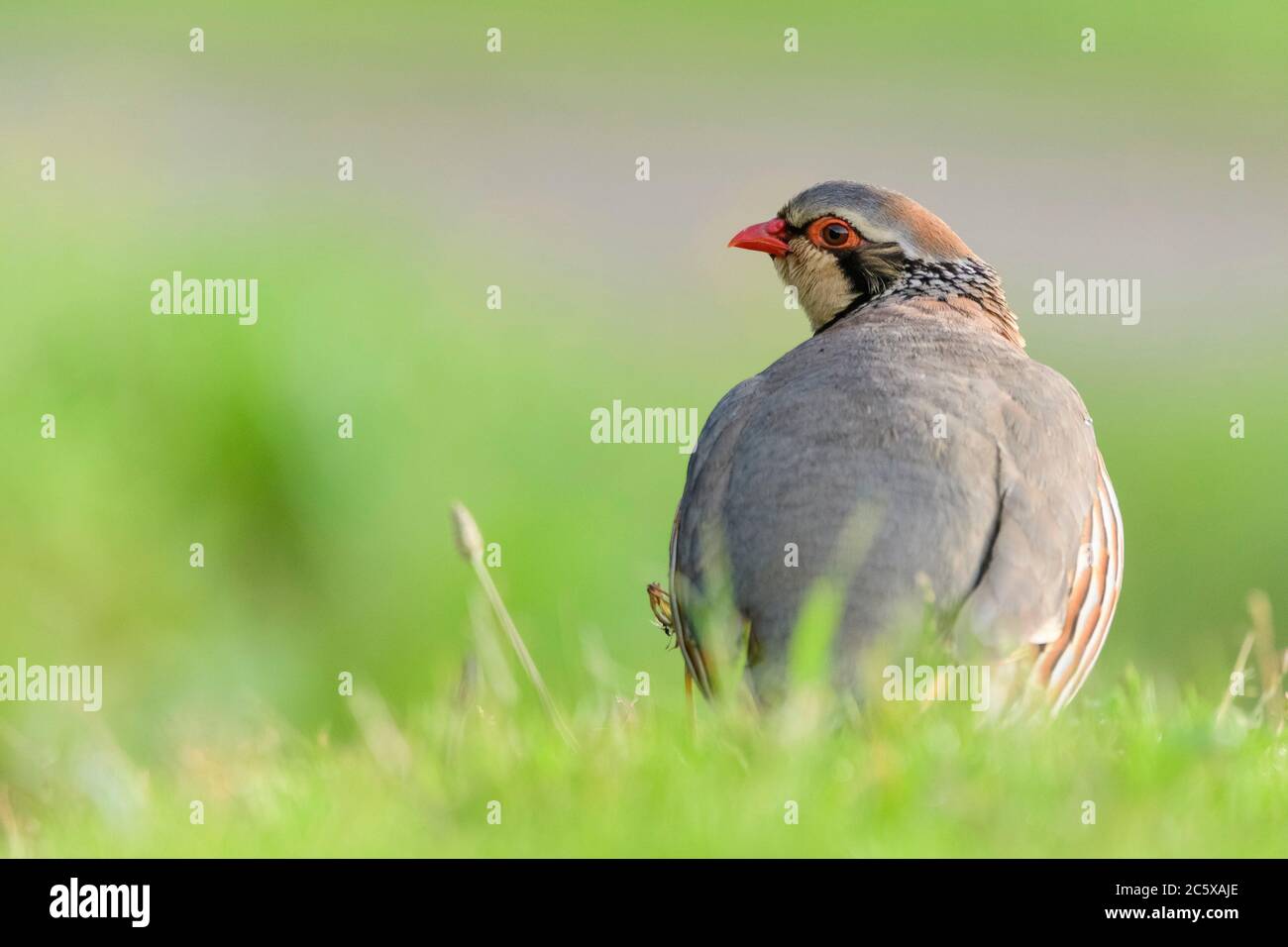 Red legged patridge hi-res stock photography and images - Alamy