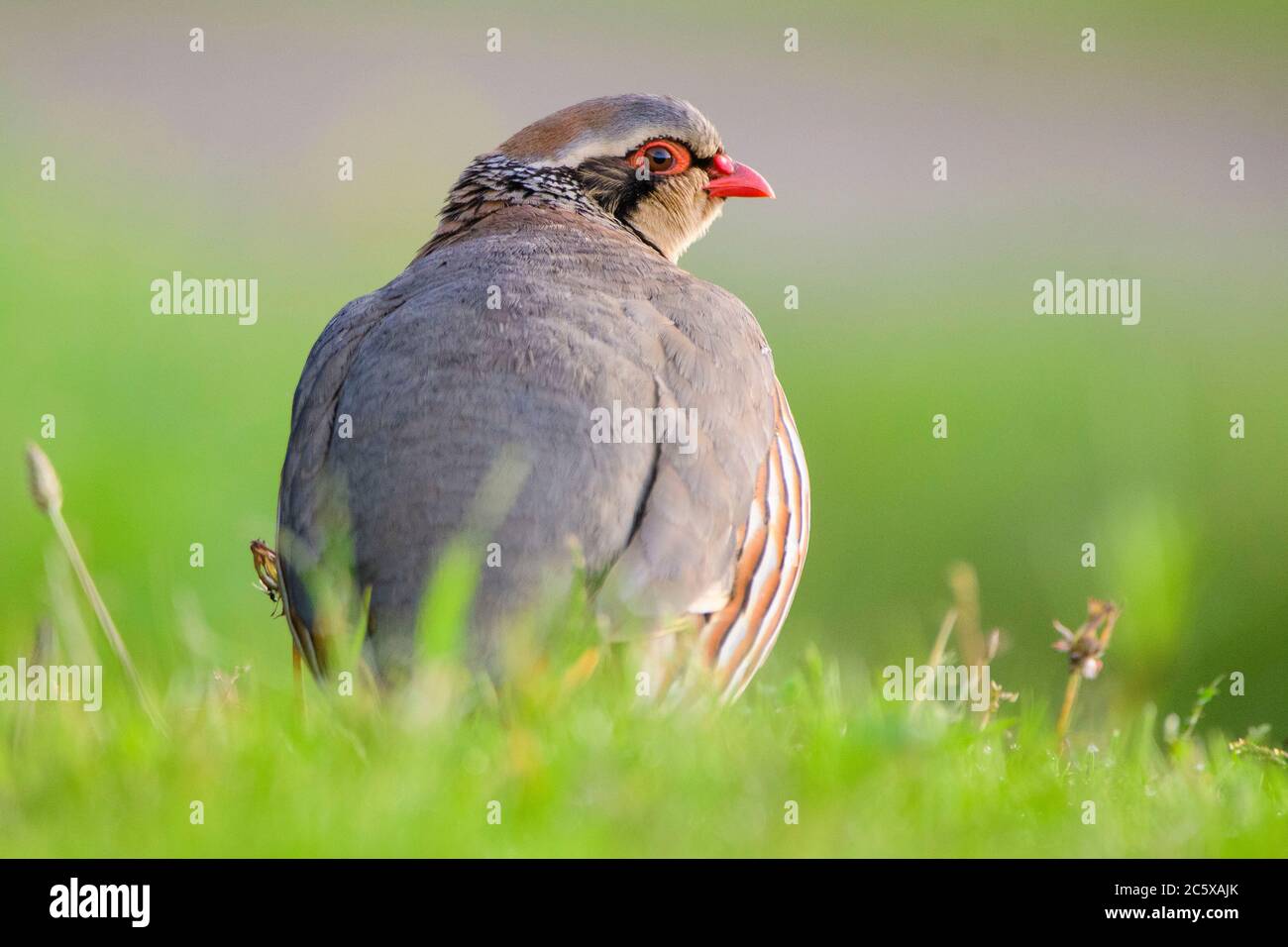 A red-legged partridge (Alectoris rufa Stock Photo - Alamy