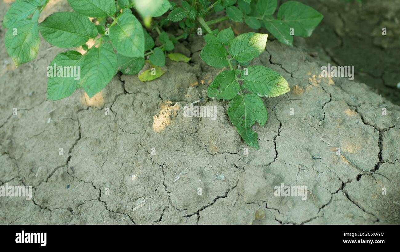 Very drought dry field land with potato leaves Solanum tuberosum ...