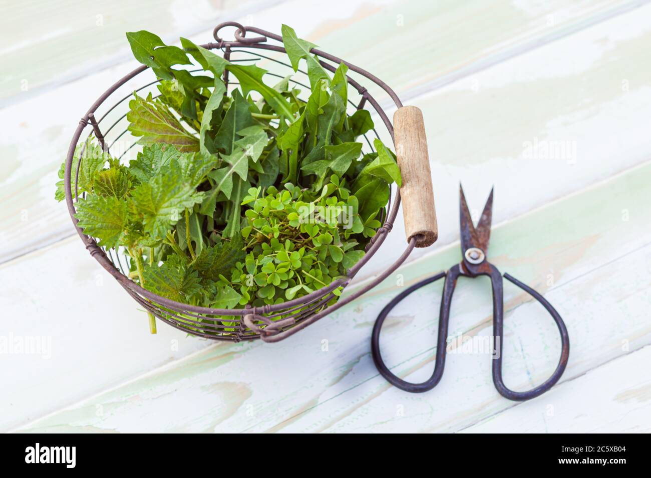 White clover and dandelion hi-res stock photography and images - Alamy