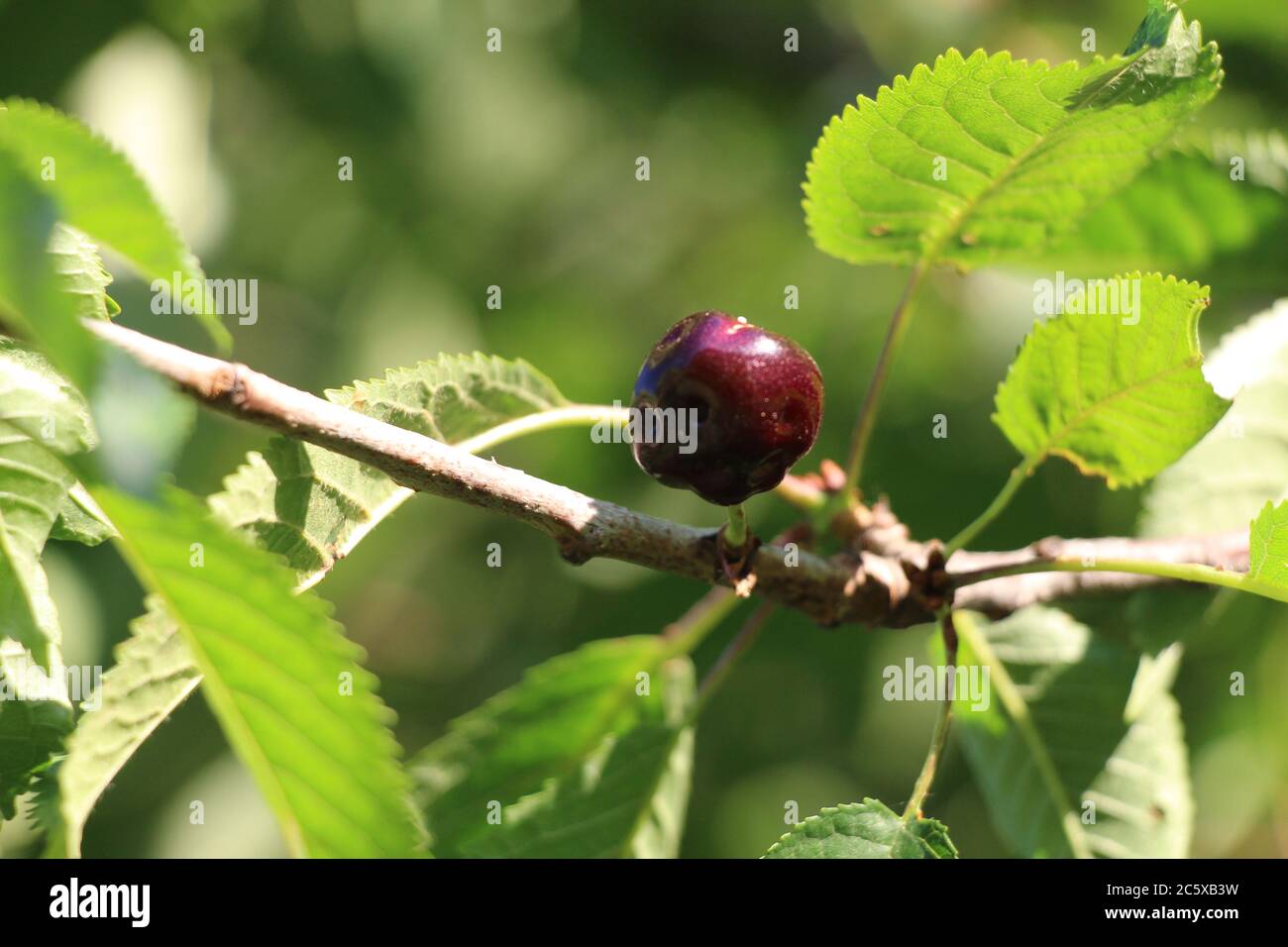 Nasty cherry hi-res stock photography and images - Alamy