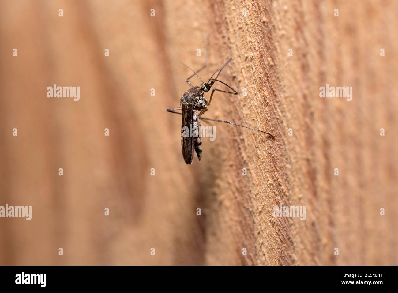 Mosquito High Resolution Stock Photography and Images - Alamy