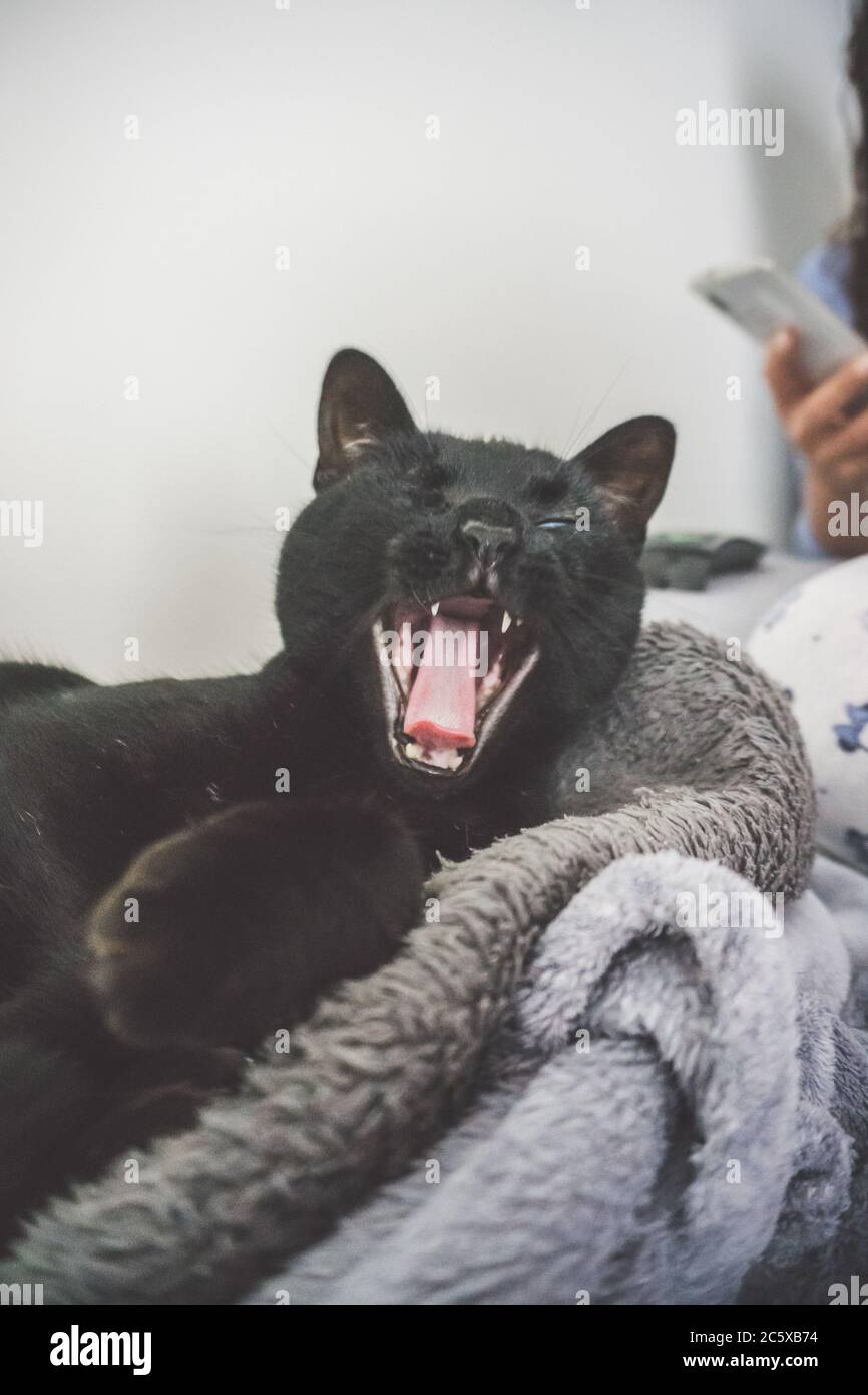 Cat waking up person hi-res stock photography and images - Alamy