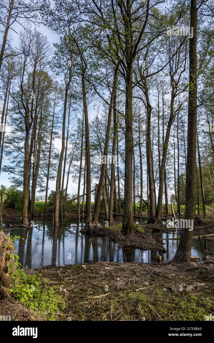 tall trees forest in water of swamp Stock Photo - Alamy