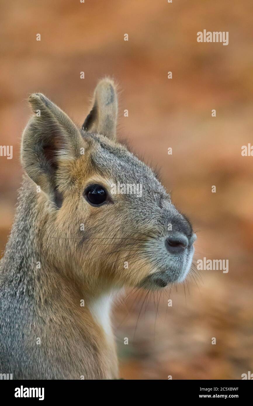 Dillaby close up hi-res stock photography and images - Alamy