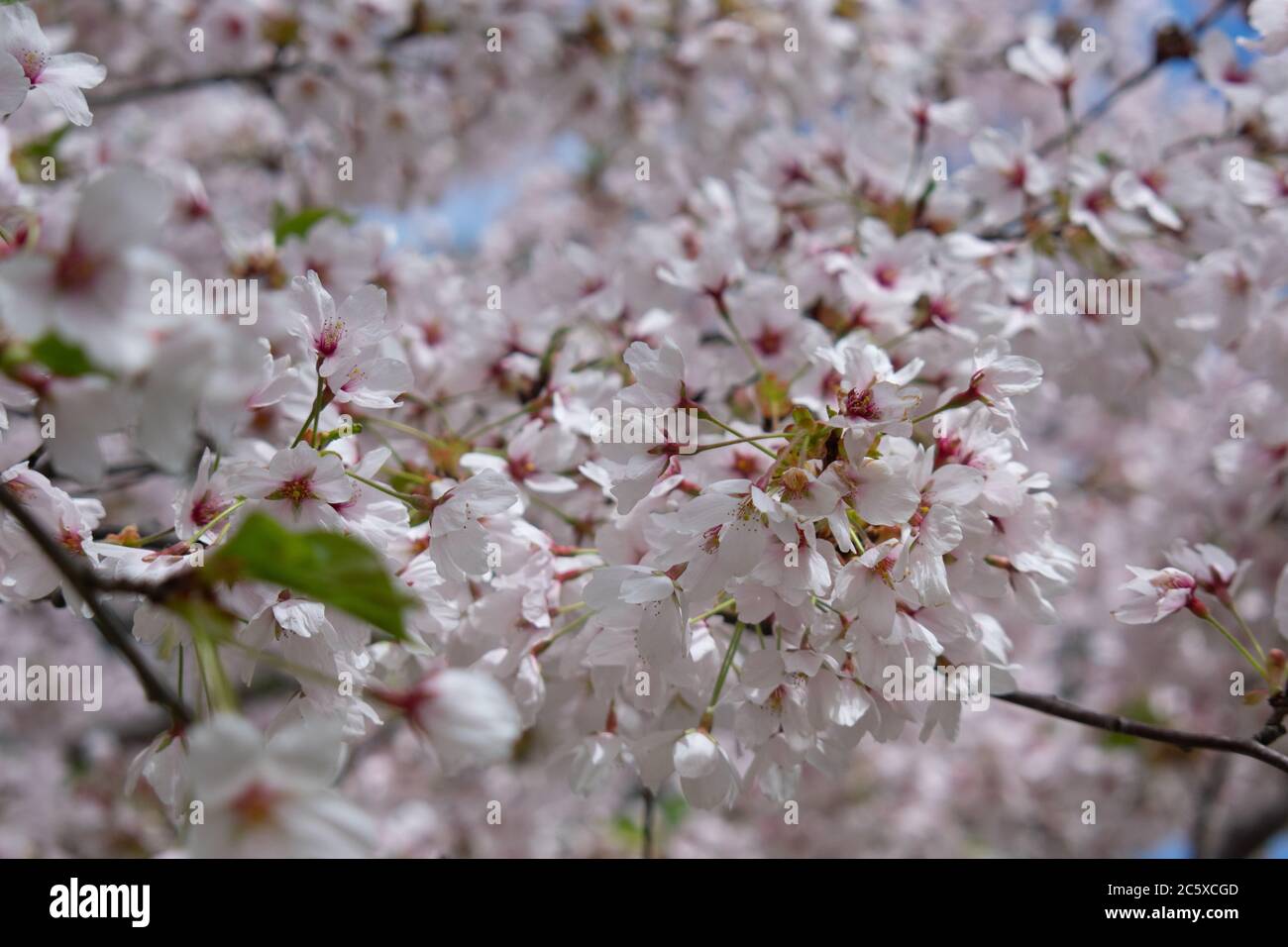 Cherry blossom branch close up, copy space Stock Photo - Alamy