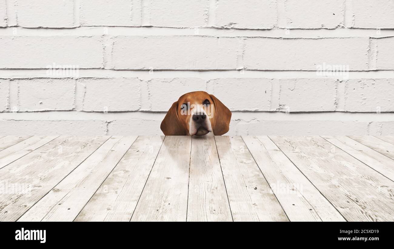 curious dog peeking the table from below. 3d rendering Stock Photo - Alamy