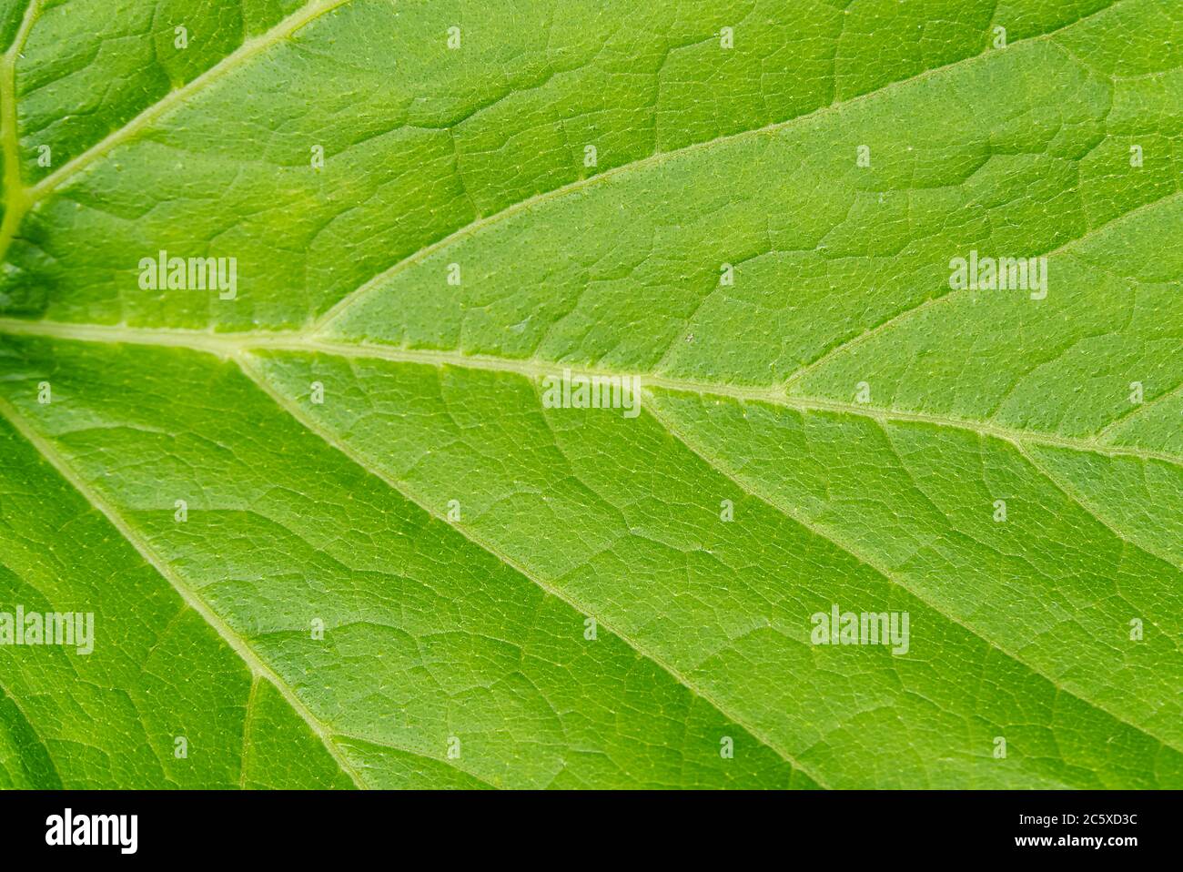 Thick pumpkin stem hi-res stock photography and images - Alamy