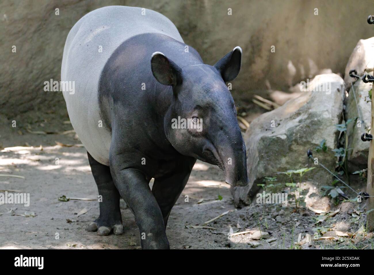 Pig Like Animal Wild Pigs Canadian Council On Invasive Species