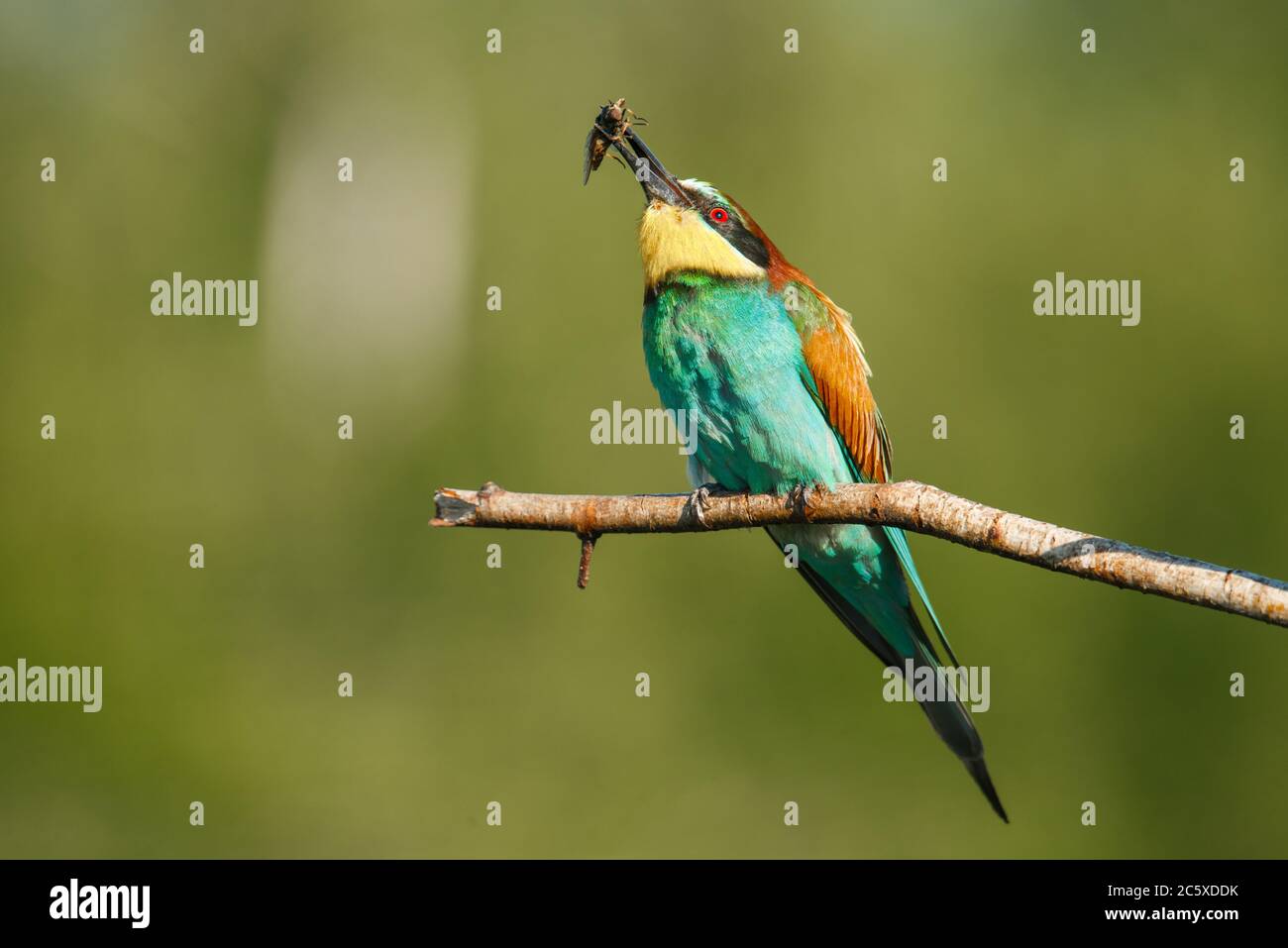 A Golden bee eater sits on a branch with its prey Stock Photo - Alamy