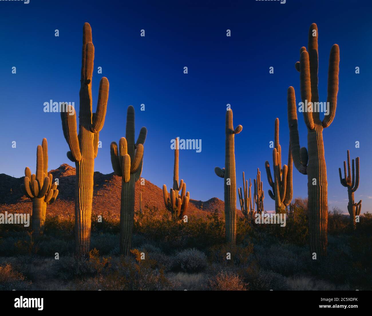Cabeza prieta wildlife refuge hi-res stock photography and images - Alamy