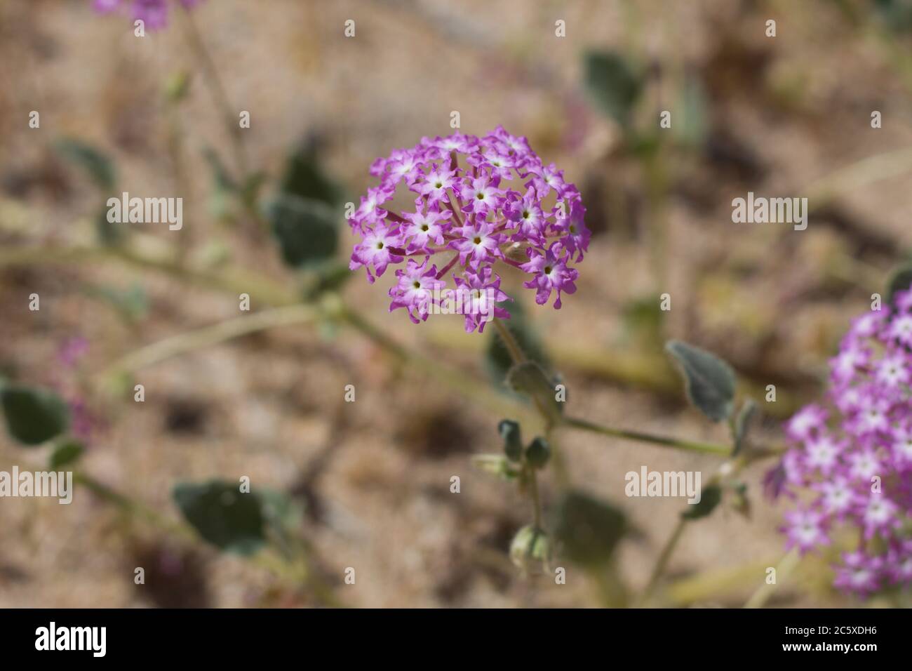 Desert Sand Verbena, Abronia Villosa, Nyctaginaceae, native Annual in ...