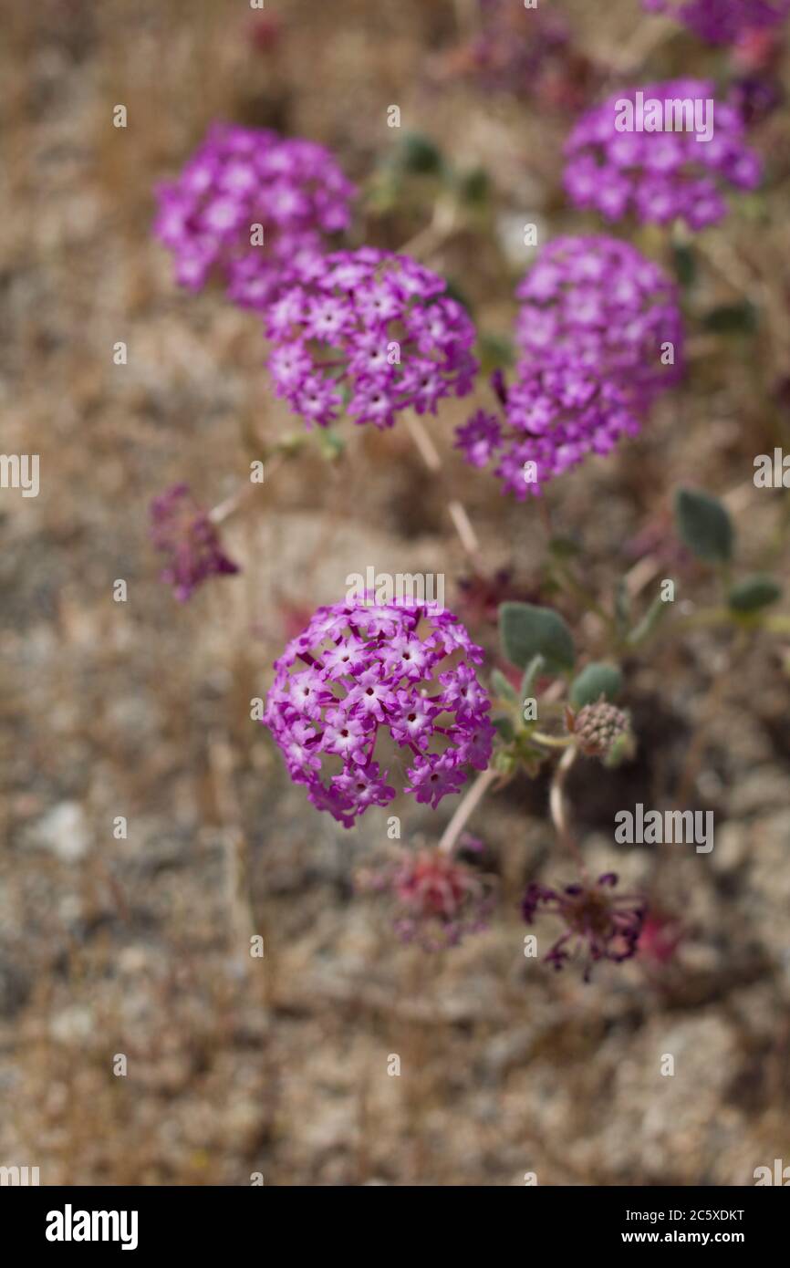 Desert Sand Verbena, Abronia Villosa, Nyctaginaceae, native Annual in ...