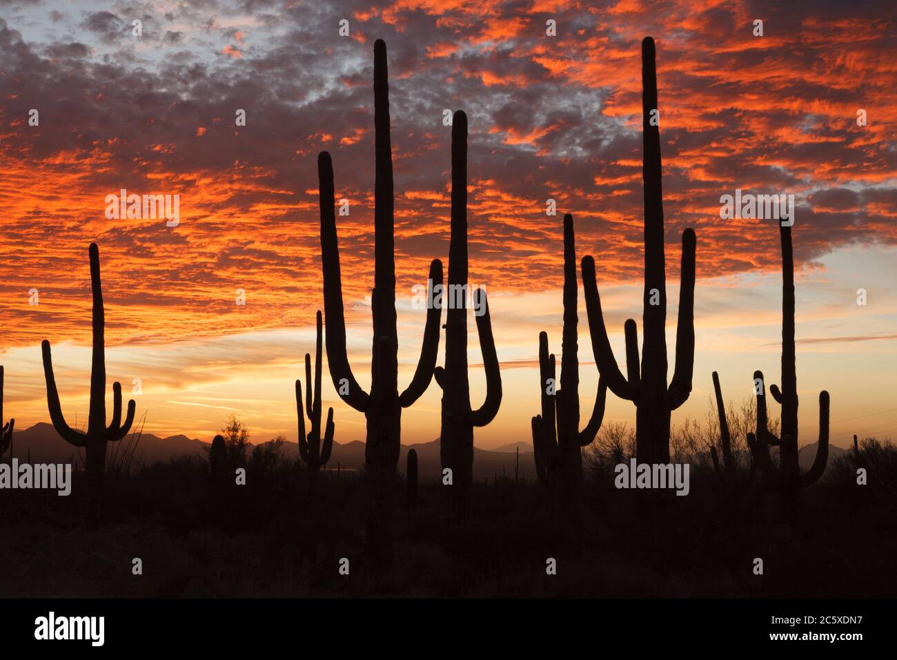 Brilliant Saguaro Stand High Resolution Stock Photography and Images ...