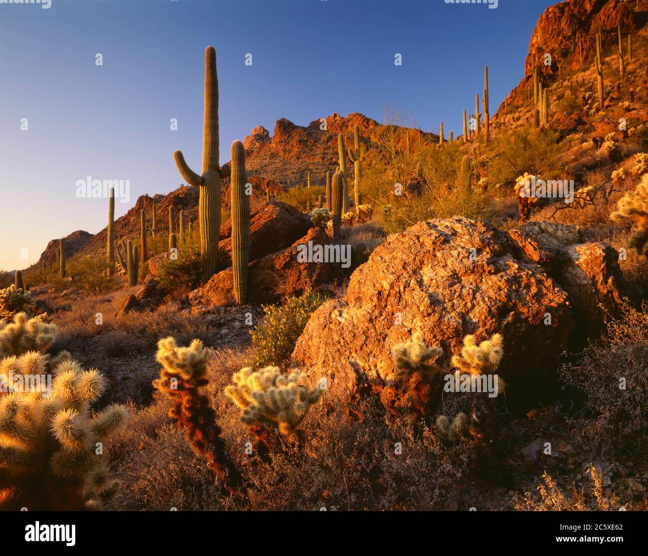 Tucson Mountain Park Pima County AZ / JUL Saguaro cacti on a slope of ...