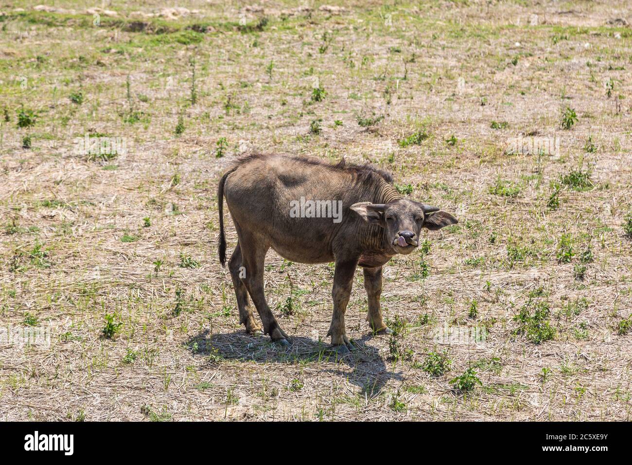 Vietnamese cows hi-res stock photography and images - Alamy