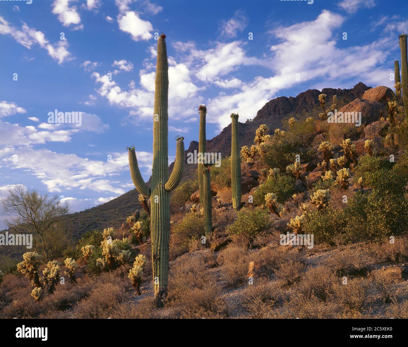 Tucson Mountain Park Pima County AZ / JUL Saguaro cacti with fruit on a ...