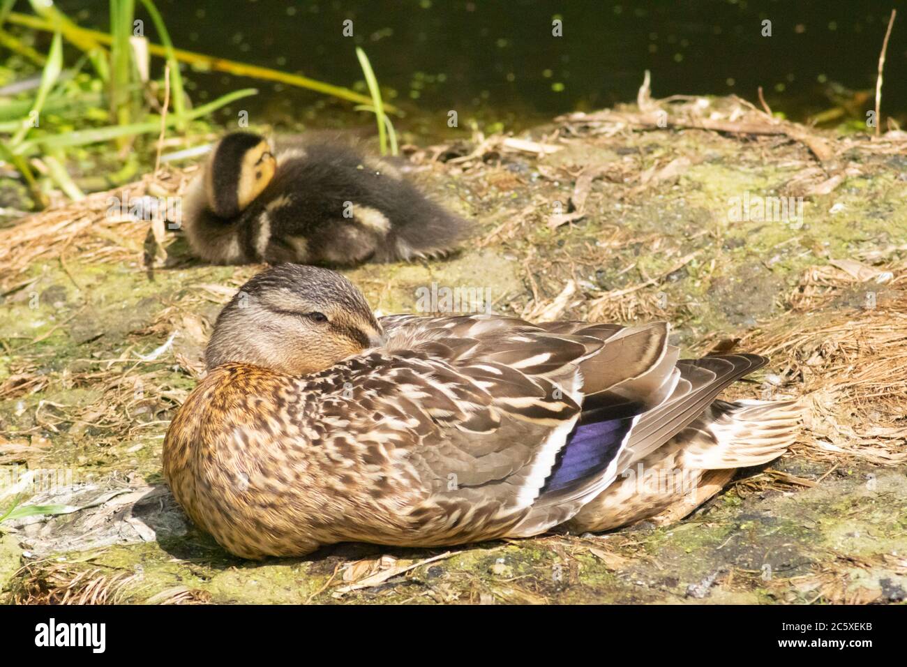 Female mother duck or hen laying sitting resting with duckling behind ...