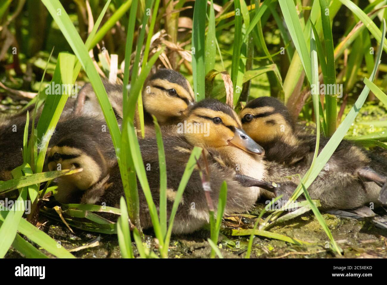 Ducklings huddled together in grass, Anas platyrhynchos, mallard, waterfowl, anatidae, bird, UK ...