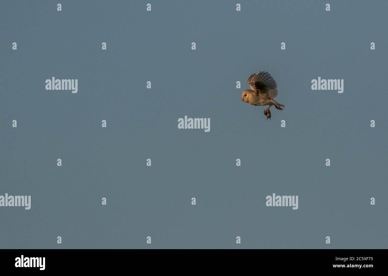 Flying with prey hi-res stock photography and images - Alamy