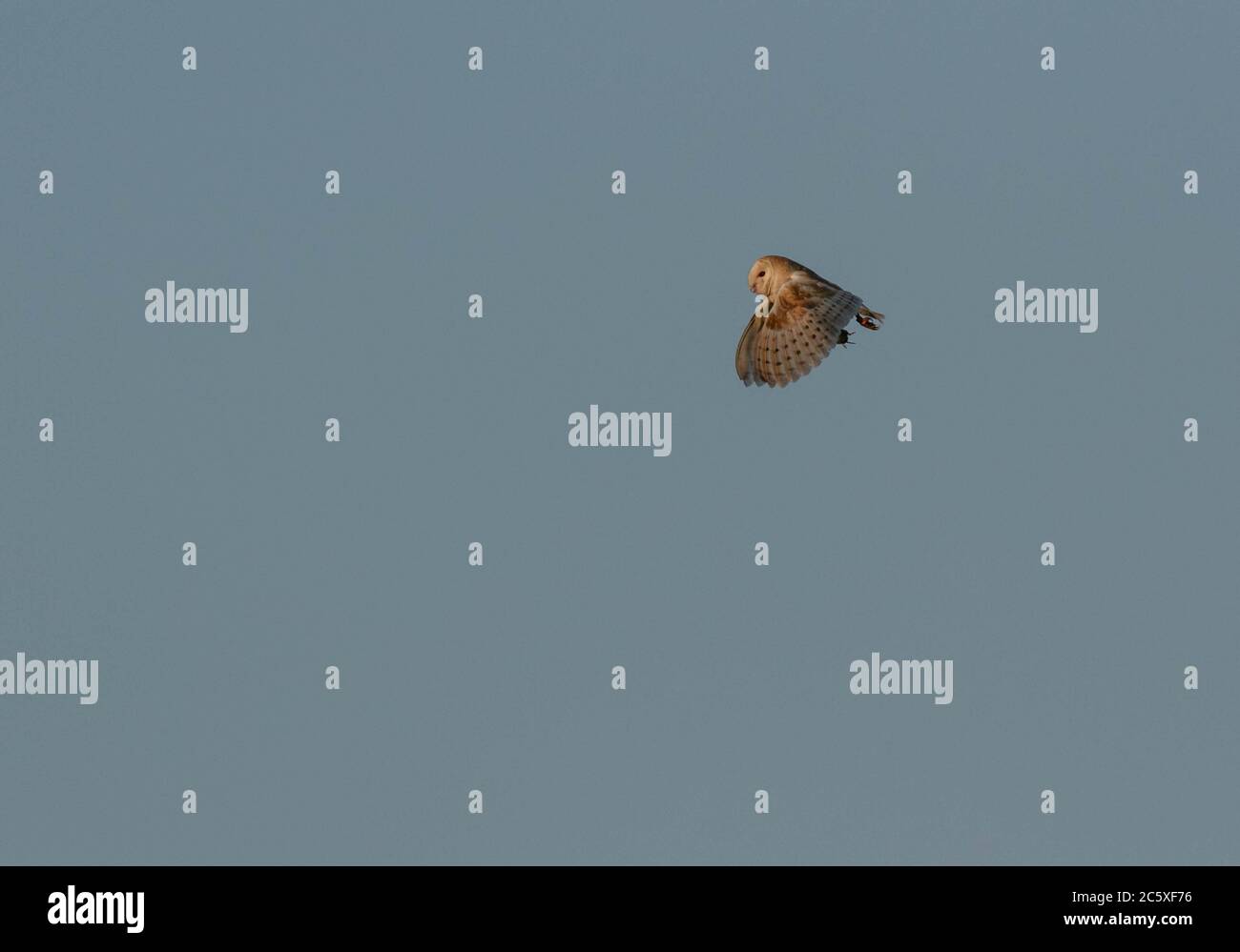 Barn owl negative space hi-res stock photography and images - Alamy