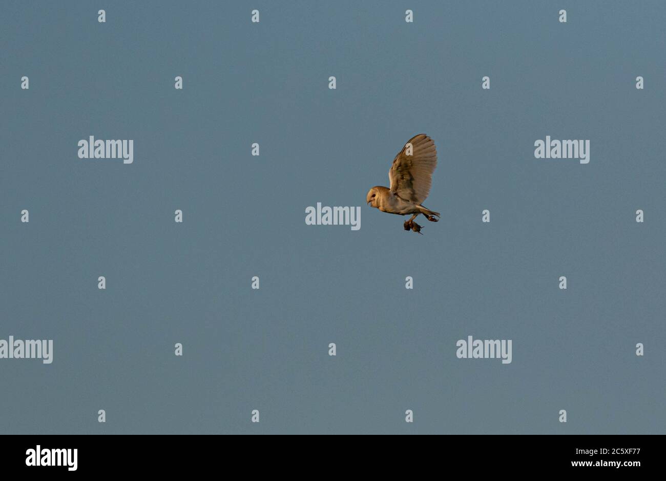 Barn owl with prey hi-res stock photography and images - Alamy