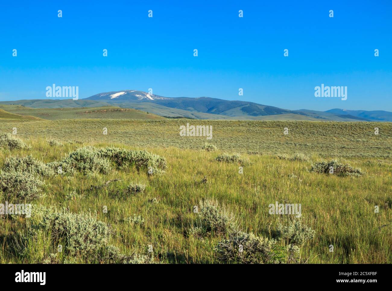 Big sagebrush hi-res stock photography and images - Alamy