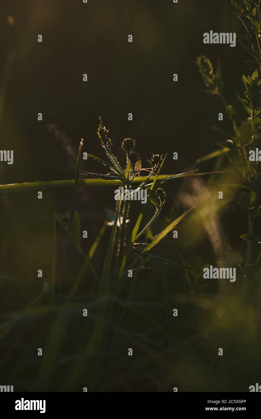 Setting insects hi-res stock photography and images - Alamy