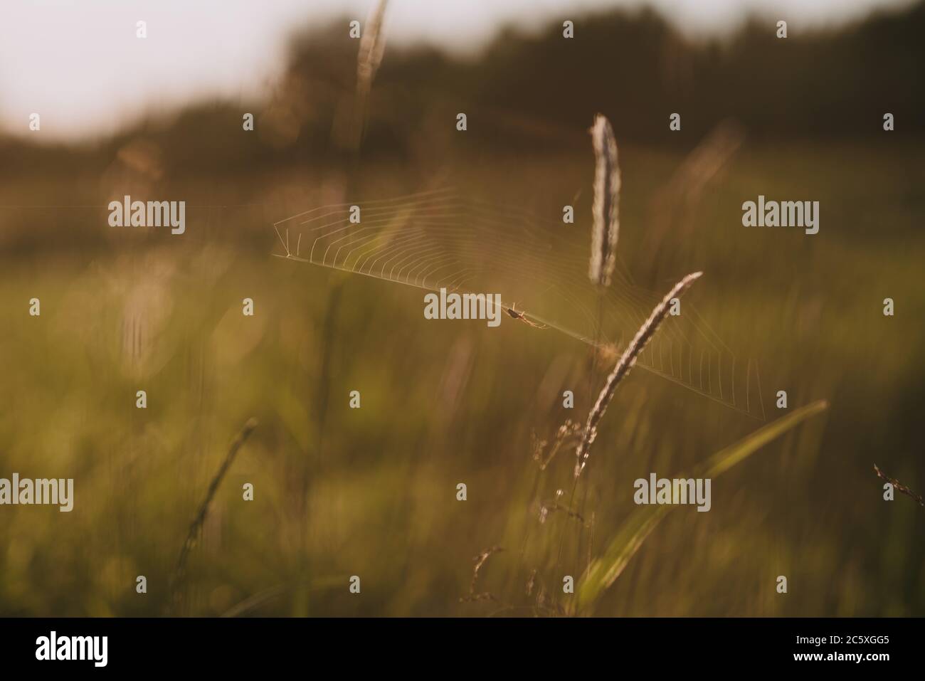 A field spider close up in the light of the setting sun Stock Photo - Alamy