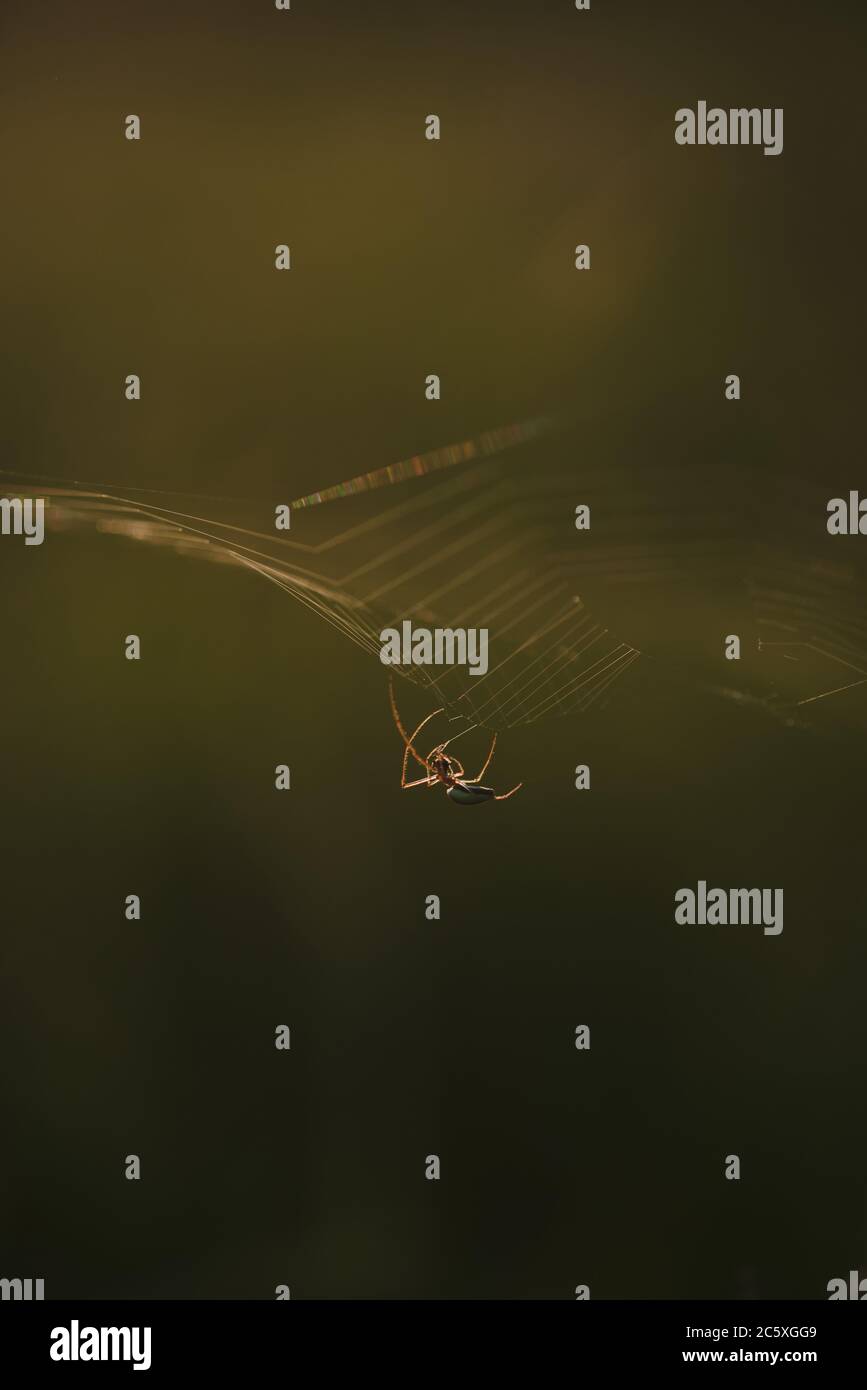 Setting insects hi-res stock photography and images - Alamy